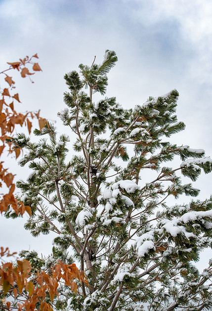 BYU-Idaho | Fall | Campus - Snowy Fall - Nov 2022