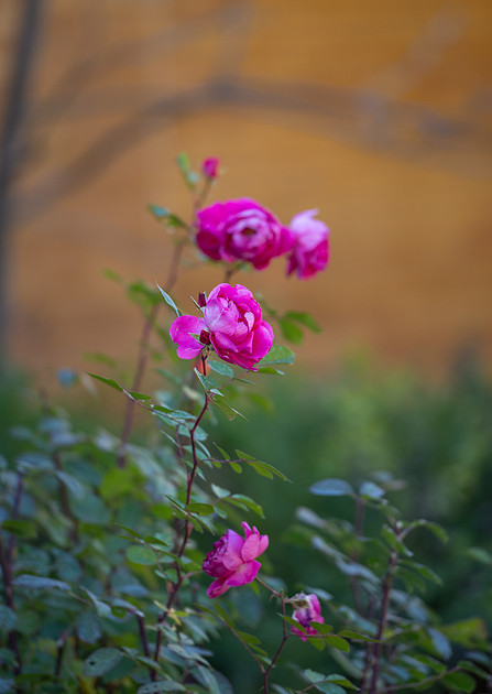 BYU-Idaho | Fall | Fall Photos/Campus Day - Oct. 2023